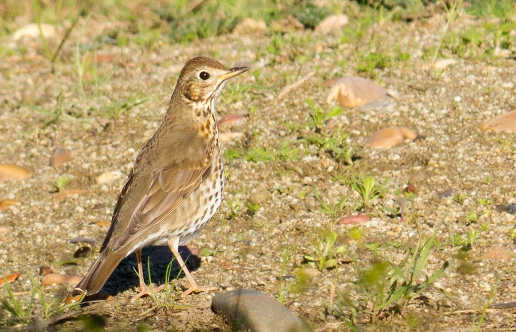Tordo-comum | Avifauna | Jardim Gulbenkian