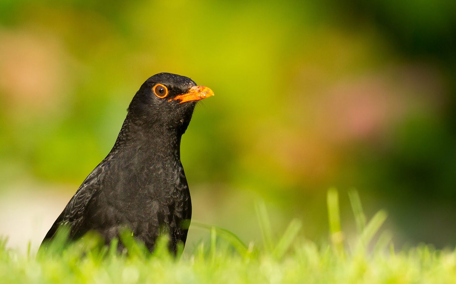 Melro-preto | Avifauna | Jardim Gulbenkian