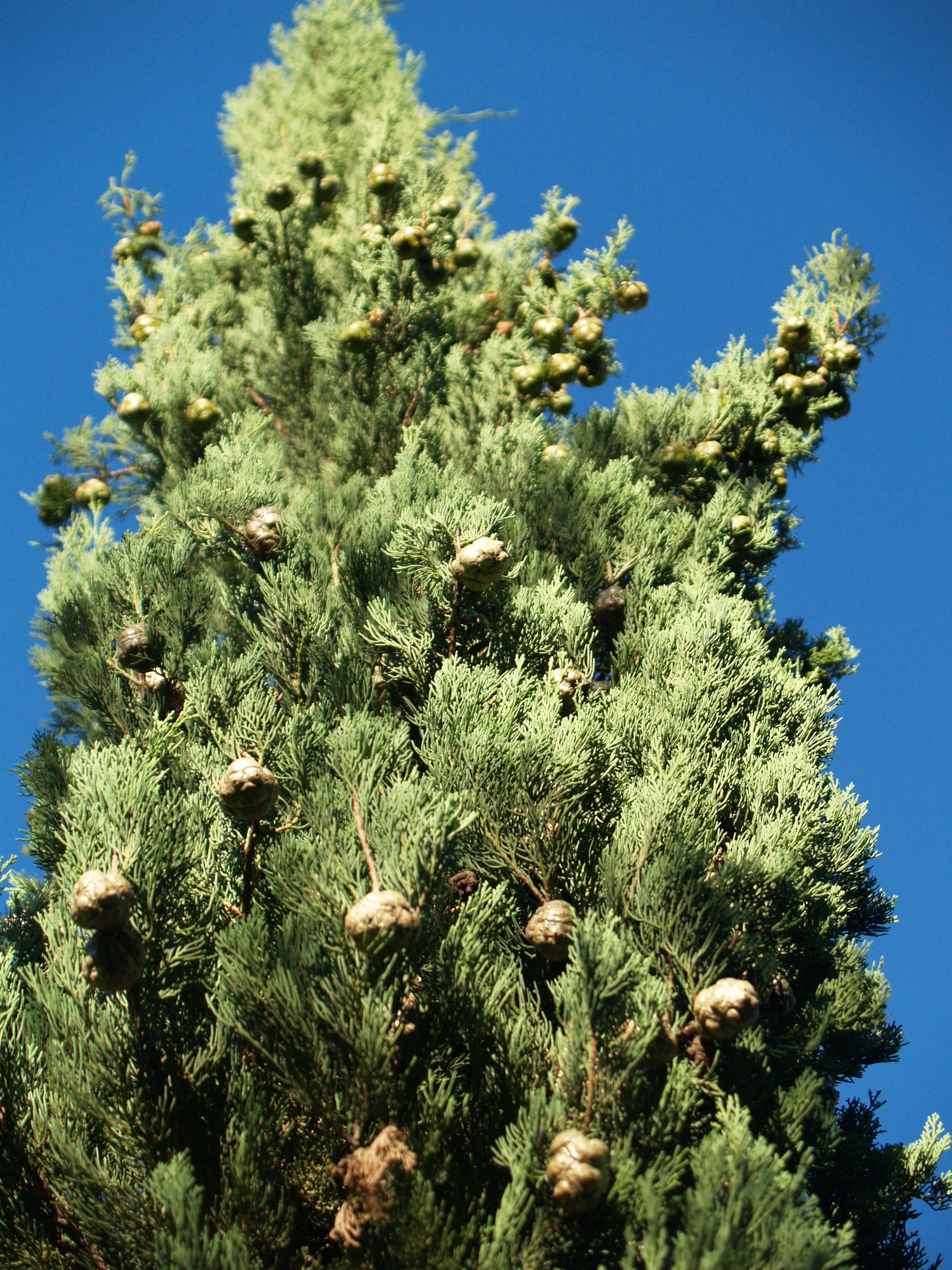 Cipreste | Flora | Jardim Gulbenkian