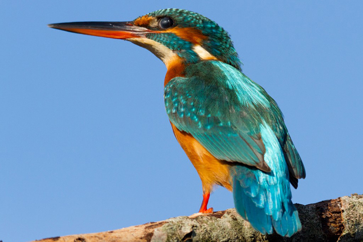 Guarda-rios | Avifauna | Jardim Gulbenkian