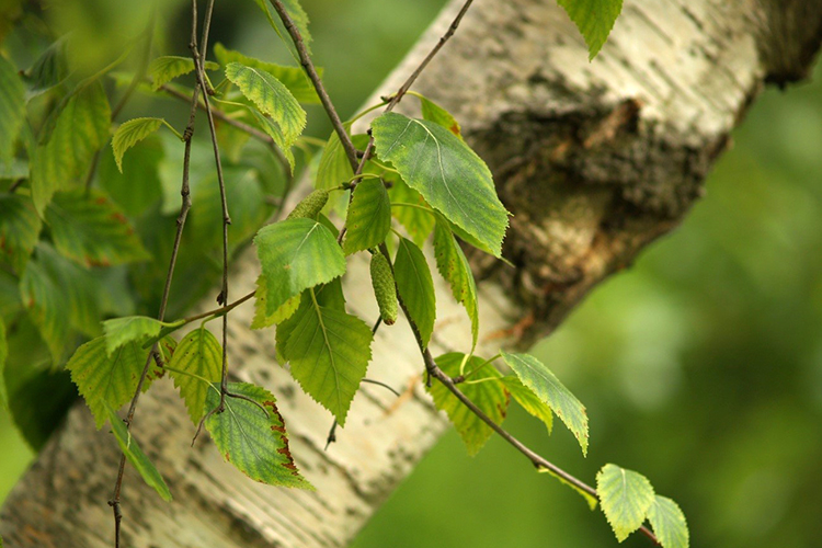 Bétula | Flora | Jardim Gulbenkian