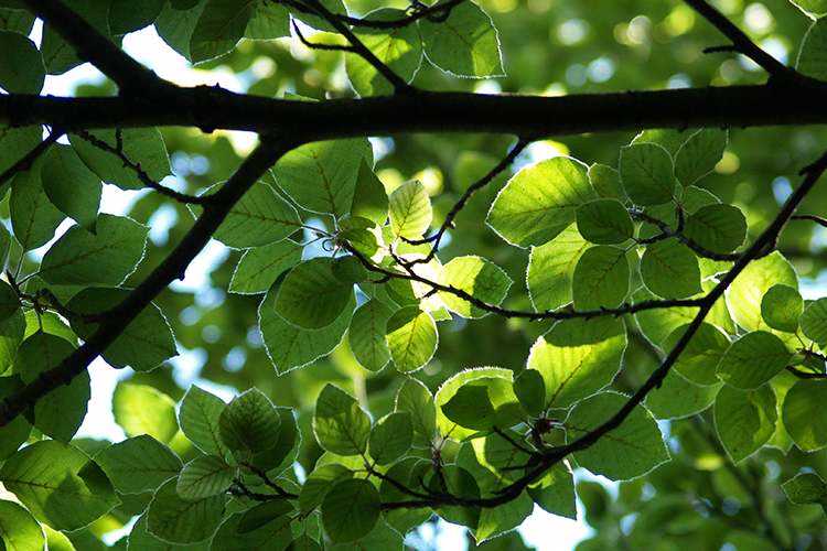 Faia | Flora | Jardim Gulbenkian