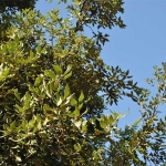 Azinheira | Flora | Jardim Gulbenkian