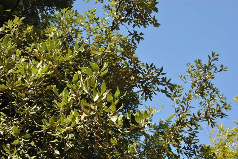 Azinheira | Flora | Jardim Gulbenkian