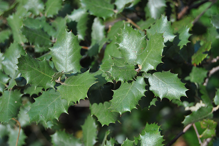 Carrasco | Flora | Jardim Gulbenkian