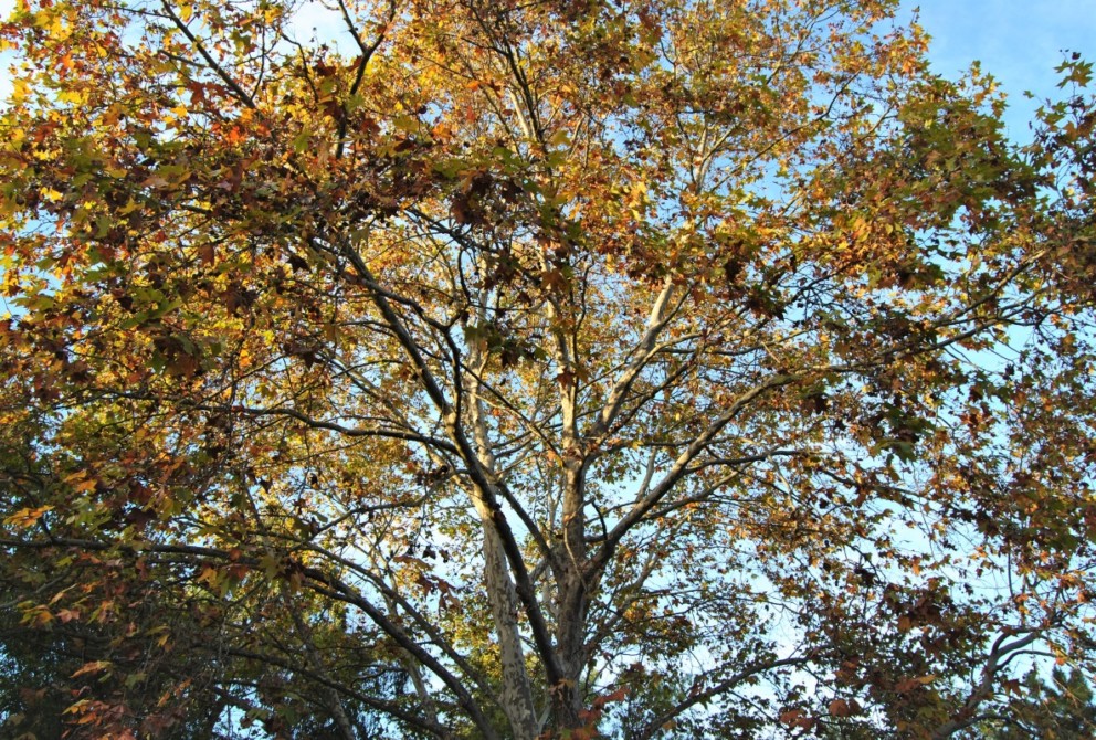 London planetree | Jardim Gulbenkian